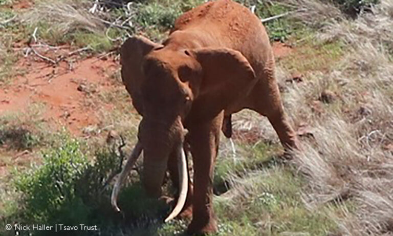 Guarding tuskers - Africa Geographic