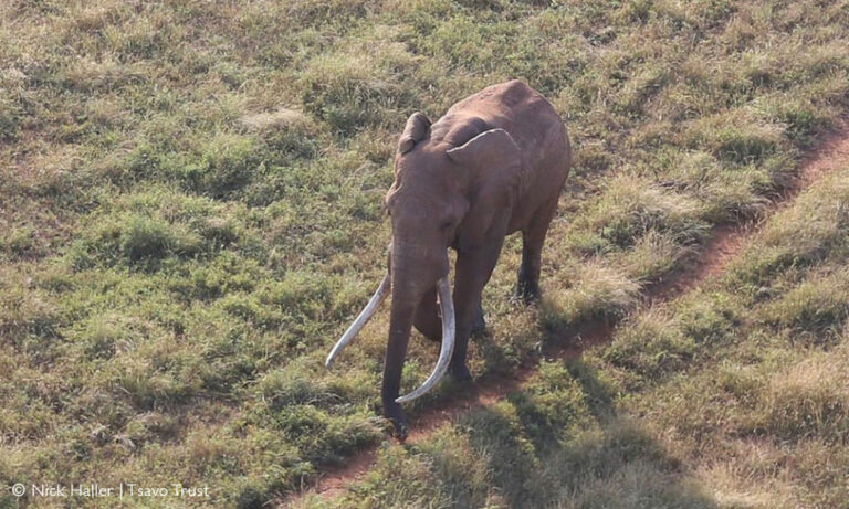 Guarding tuskers - Africa Geographic