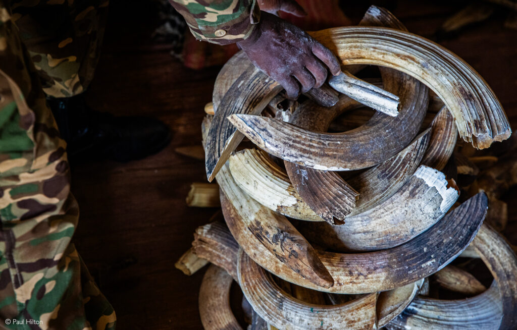 Poaching Archives - Africa Geographic