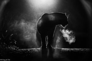 Photographer of the Year 2024 Winners - Africa Geographic