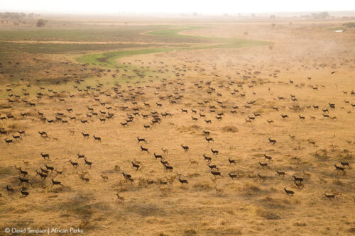 World's largest overland mammal migration confirmed in South Sudan ...