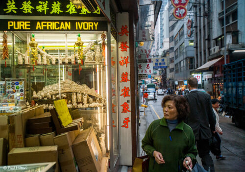 The hidden ivory trade: hippos under threat amidst rising demand ...