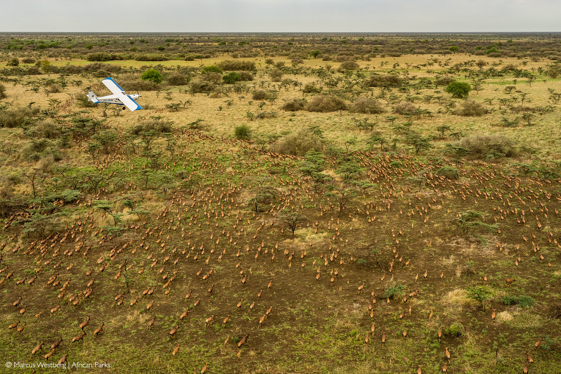 World's largest overland mammal migration confirmed in South Sudan ...