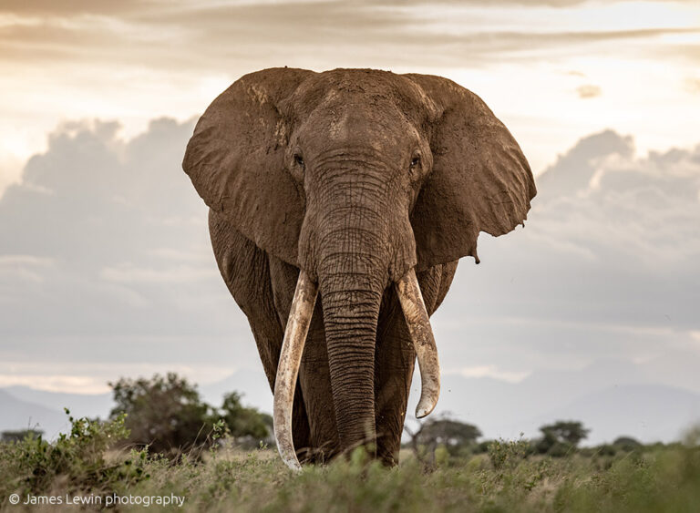 Guarding tuskers - Africa Geographic