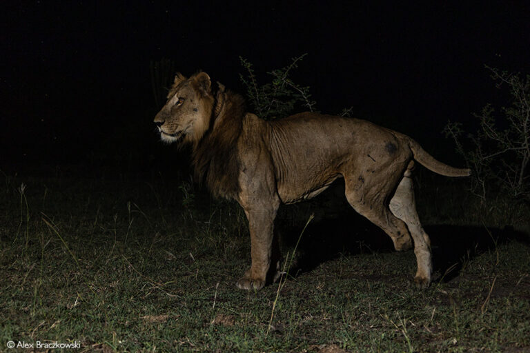 Why did the 3-legged lion swim the 1.5km croc-infested channel ...