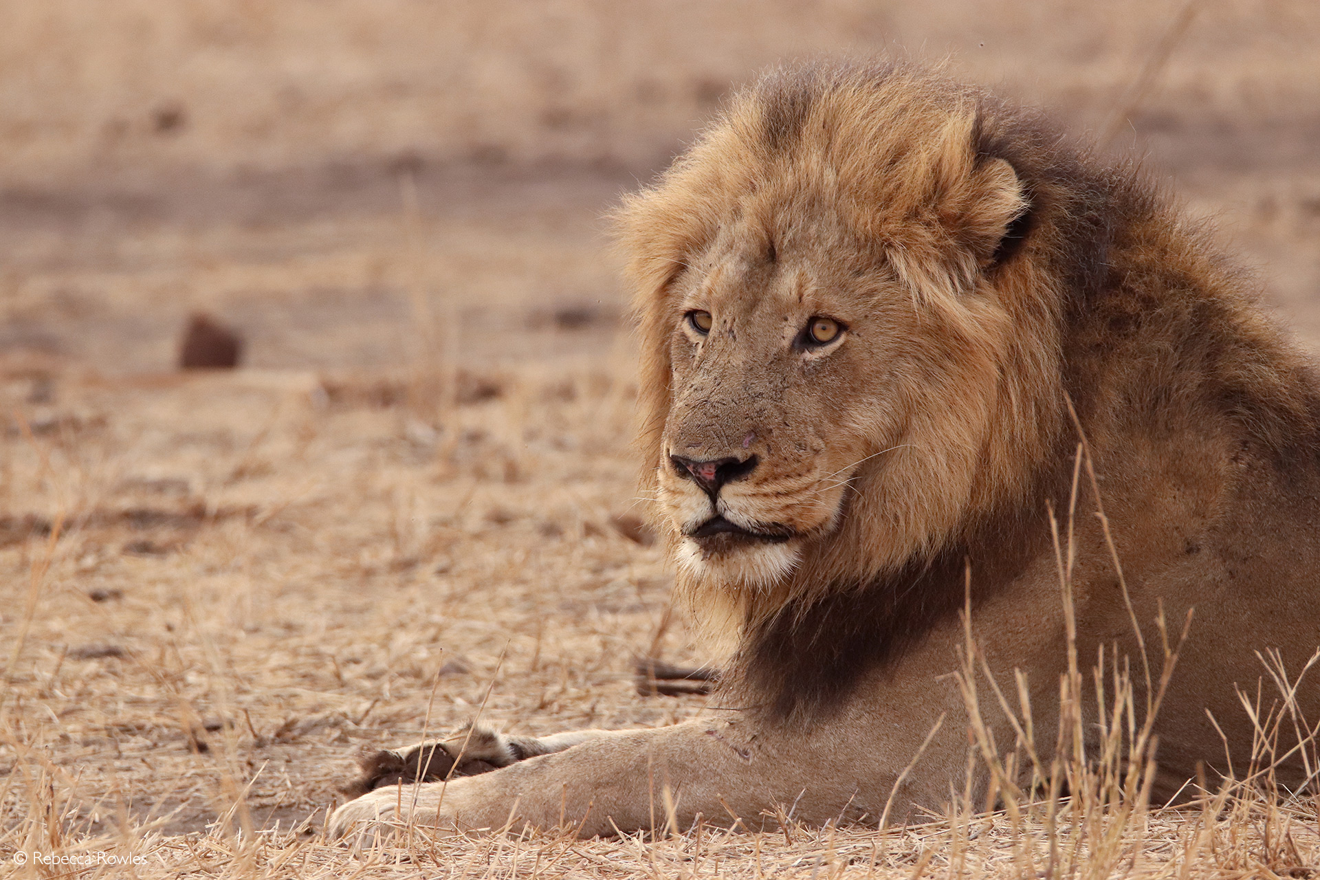 Stories - Africa Geographic