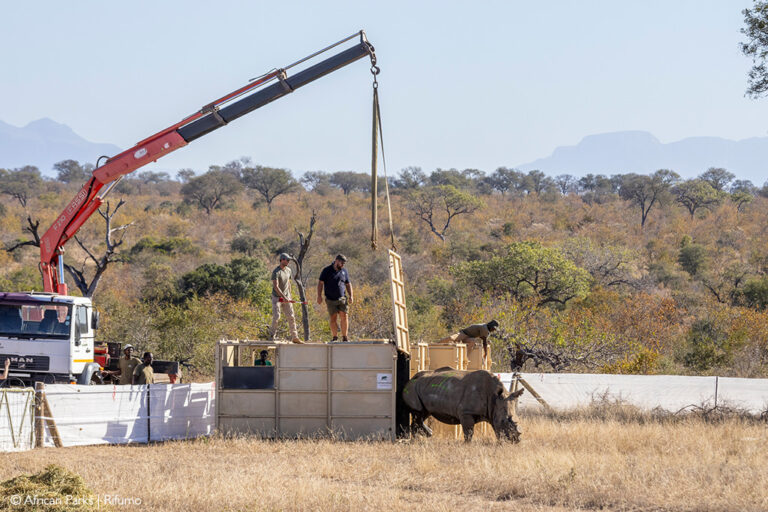 Rhino Rewild: Is this the most critical wildlife conservation undertaking of our time? - Africa ...