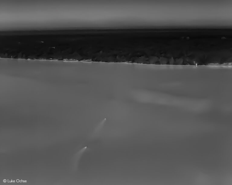 Why did the 3-legged lion swim the 1.5km croc-infested channel ...