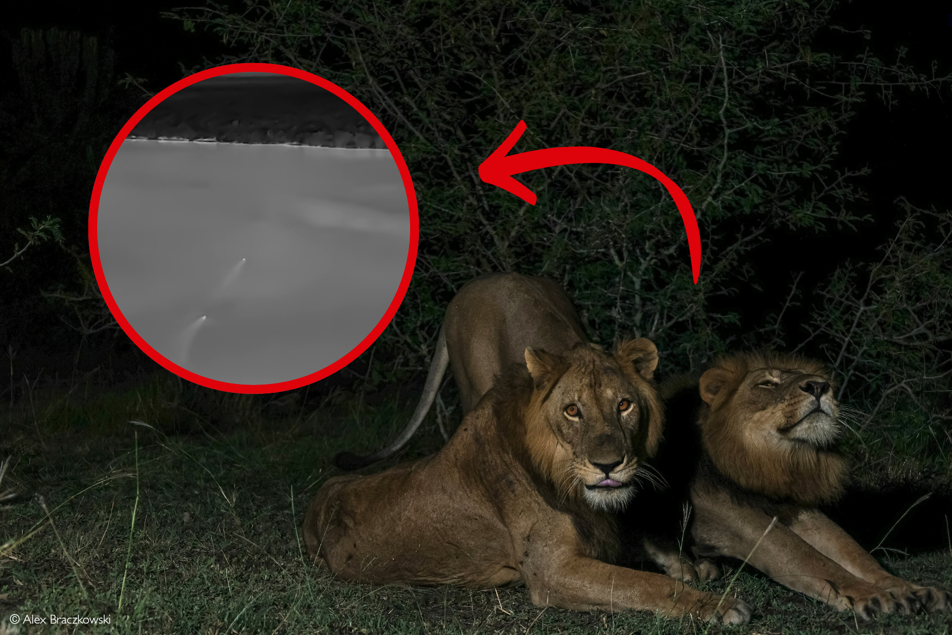 Why did the 3-legged lion swim the 1.5km croc-infested channel ...