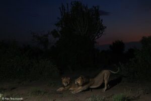 Why did the 3-legged lion swim the 1.5km croc-infested channel ...