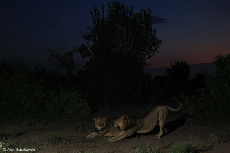 Why did the 3-legged lion swim the 1.5km croc-infested channel ...