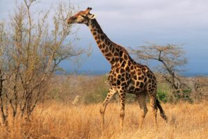 Necks for sex or food? The driving force behind giraffe-neck evolution ...