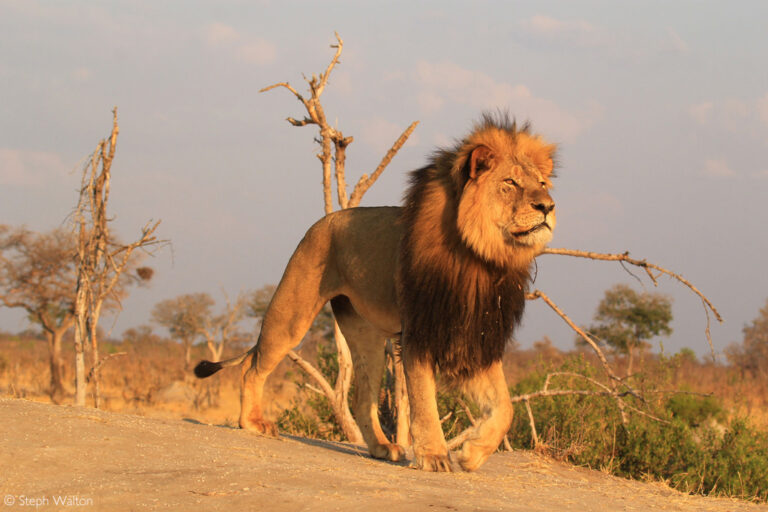 Hwange's lion dynasties, and the threats to their legacy - Africa ...