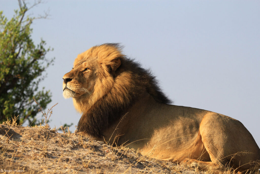 Hwange's lion dynasties, and the threats to their legacy - Africa ...
