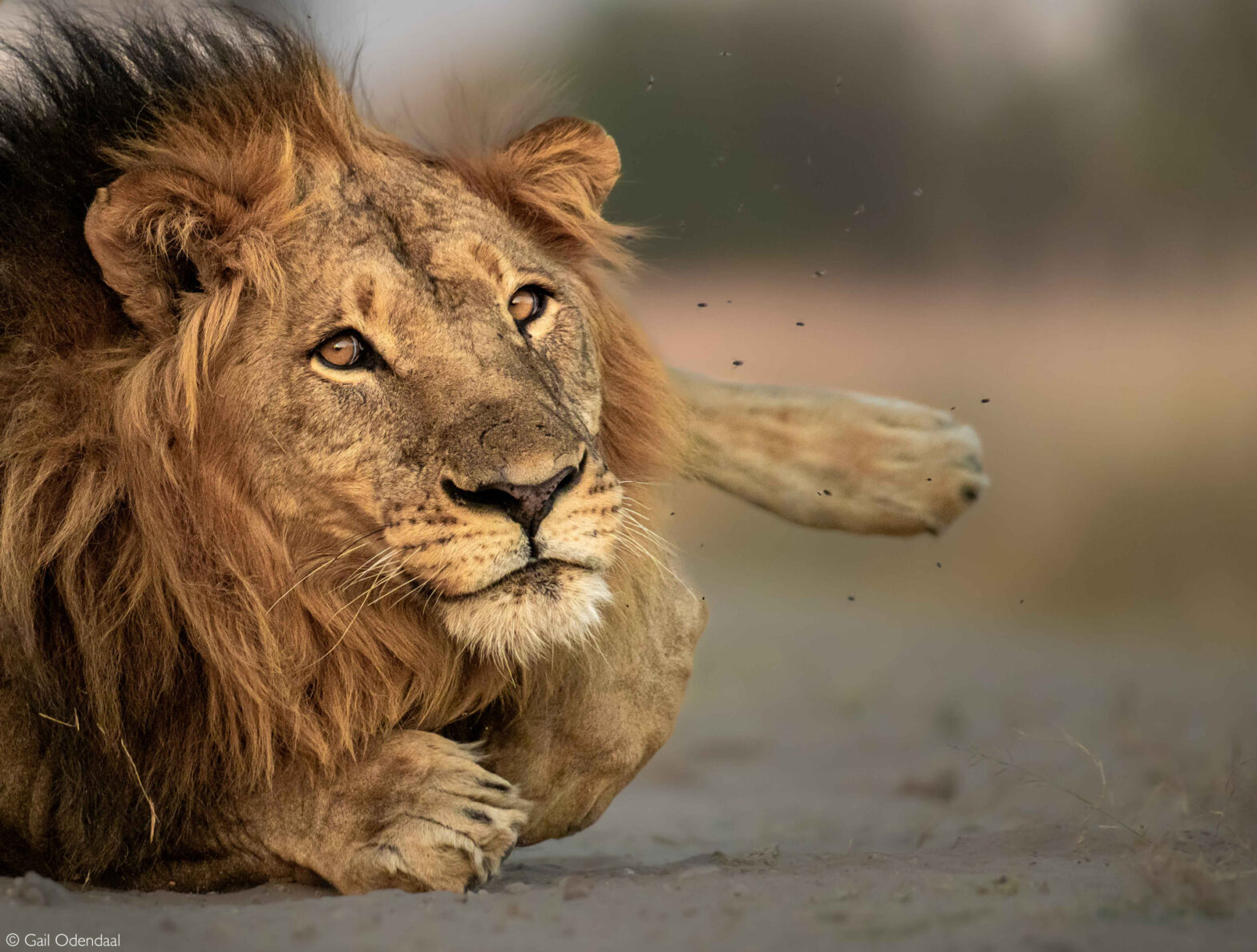 Hwange's lion dynasties, and the threats to their legacy - Africa ...