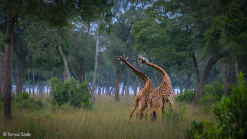 Necks for sex or food? The driving force behind giraffe-neck evolution ...