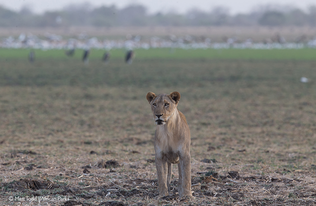 Zakouma - Africa in the raw - Africa Geographic