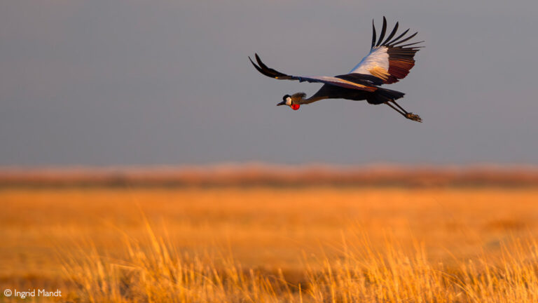 Zambia's hidden gems - part 2: Our Liuwa Plain safari - Africa Geographic