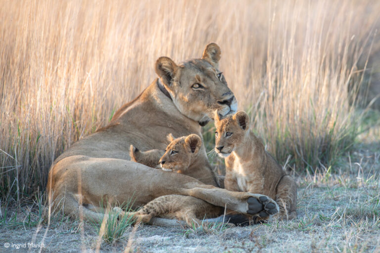 Zambia's hidden gems - part 2: Our Liuwa Plain safari - Africa Geographic