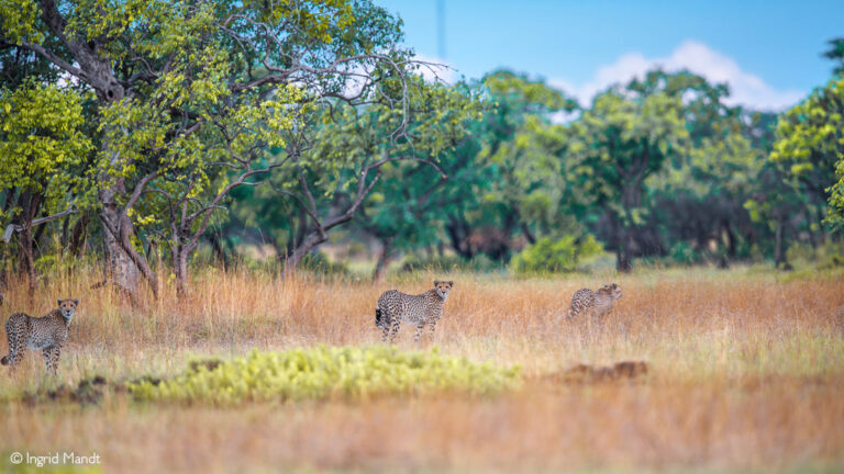 Zambia's hidden gems - part 2: Our Liuwa Plain safari - Africa Geographic