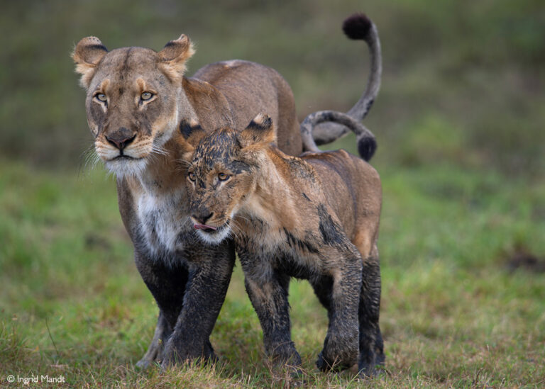 Zambia's hidden gems - part 2: Our Liuwa Plain safari - Africa Geographic
