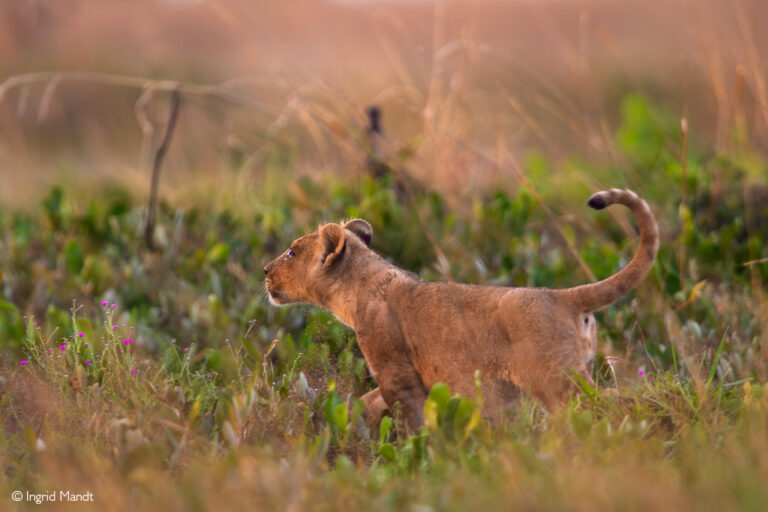 Zambia's hidden gems - part 2: Our Liuwa Plain safari - Africa Geographic