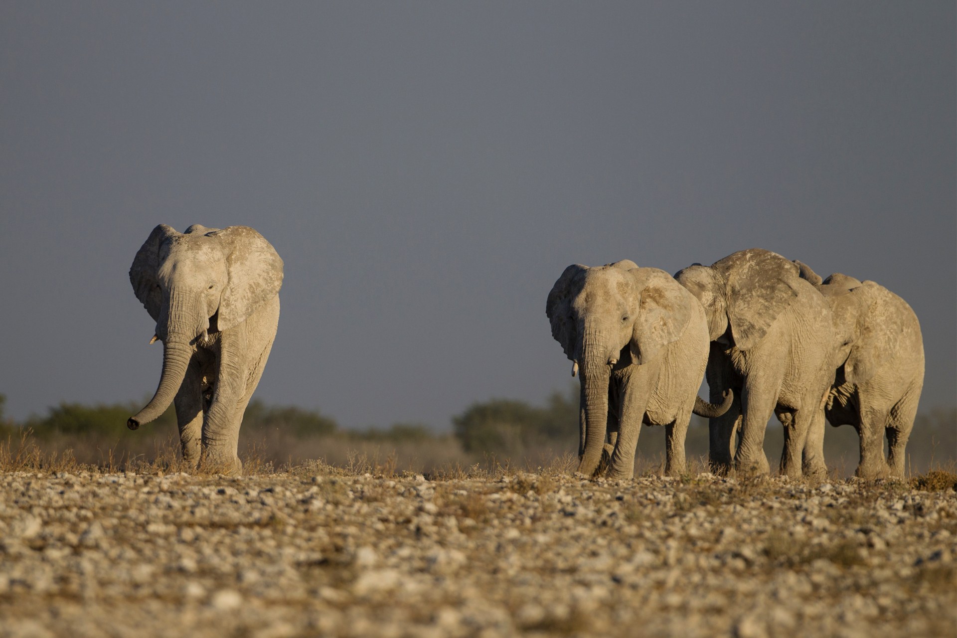 Conservationists condemn Namibia's plan to cull 723 wildlife amidst ...