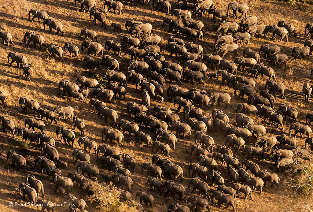 Zakouma - Africa in the raw - Africa Geographic