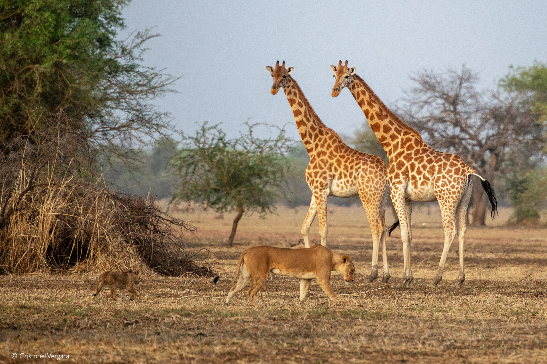 Changing tastes: Why Zakouma's lions are eating better - Africa Geographic