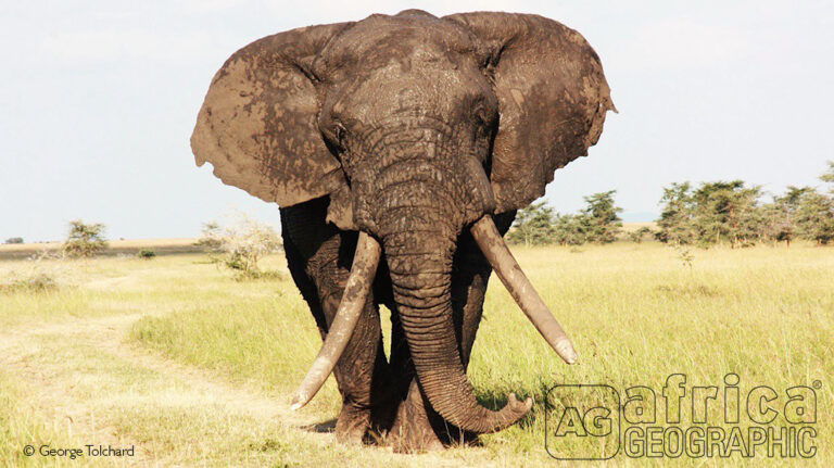 Has Zito the cross-border super tusker been trophy hunted in Tanzania? - Africa Geographic