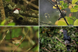 Budongo Central Forest Reserve - Africa Geographic