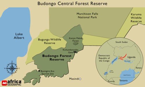Budongo Central Forest Reserve - Africa Geographic