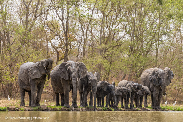 W and Pendjari, Benin - Africa Geographic