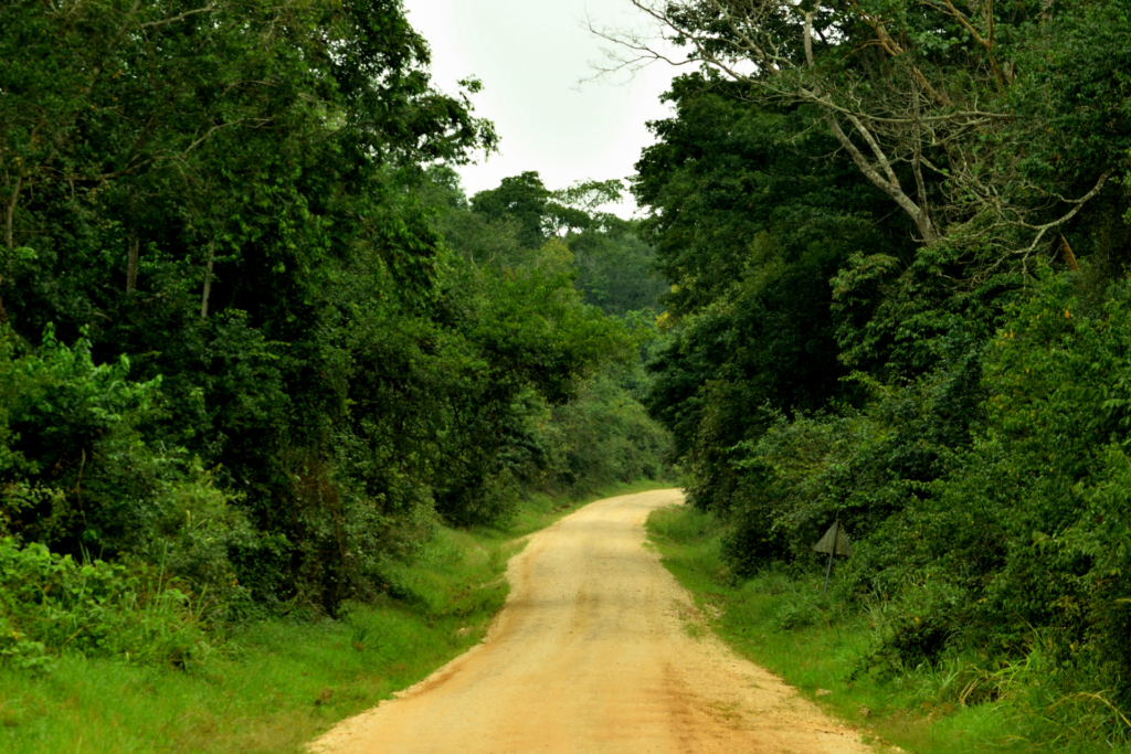 Budongo Central Forest Reserve - Africa Geographic