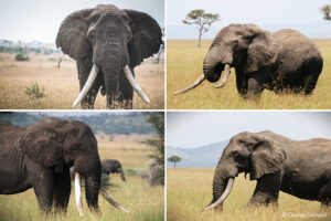 Has Zito the cross-border super tusker been trophy hunted in Tanzania? - Africa Geographic