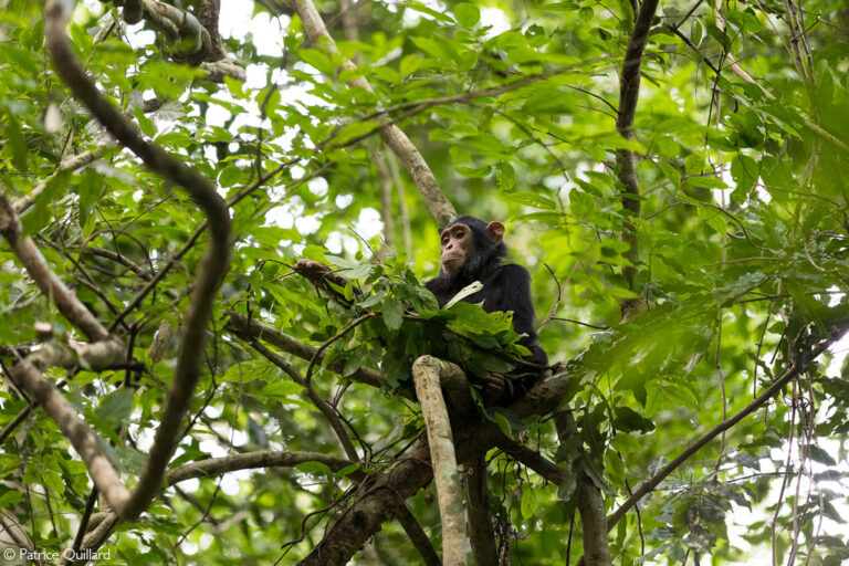 Budongo Central Forest Reserve - Africa Geographic