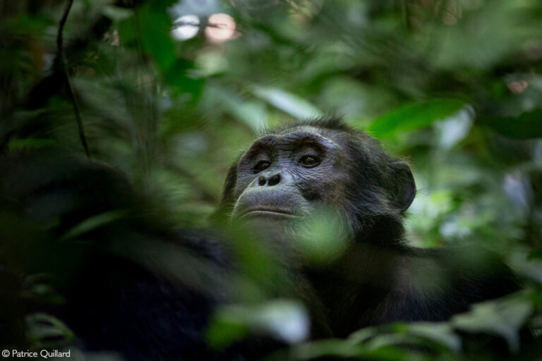 Budongo Central Forest Reserve - Africa Geographic