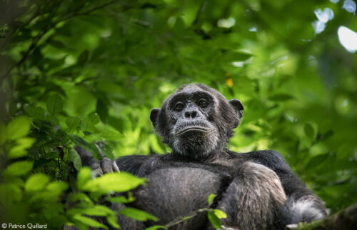 Budongo Central Forest Reserve - Africa Geographic