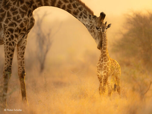 Necks for feeding or fighting? Giraffe evolution's tallest debate ...