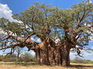 The unbreakable baobabs: are Africa's iconic trees here to stay ...
