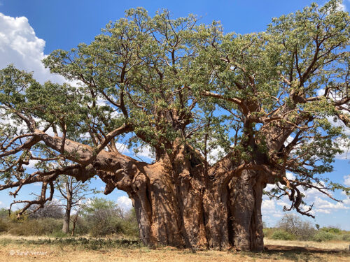 The unbreakable baobabs: are Africa's iconic trees here to stay ...