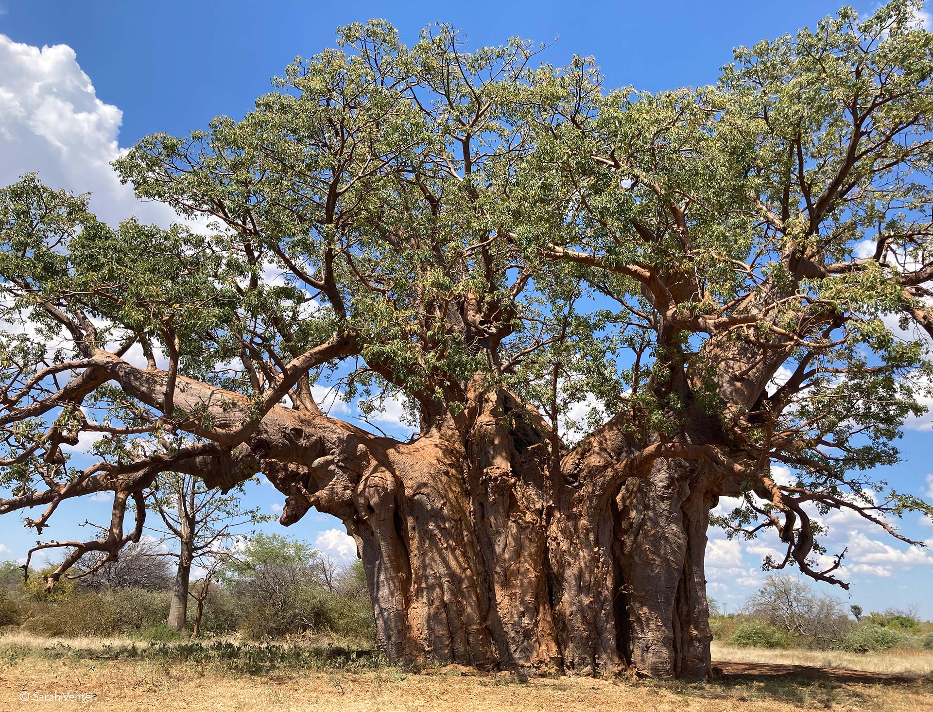 The unbreakable baobabs: are Africa's iconic trees here to stay ...