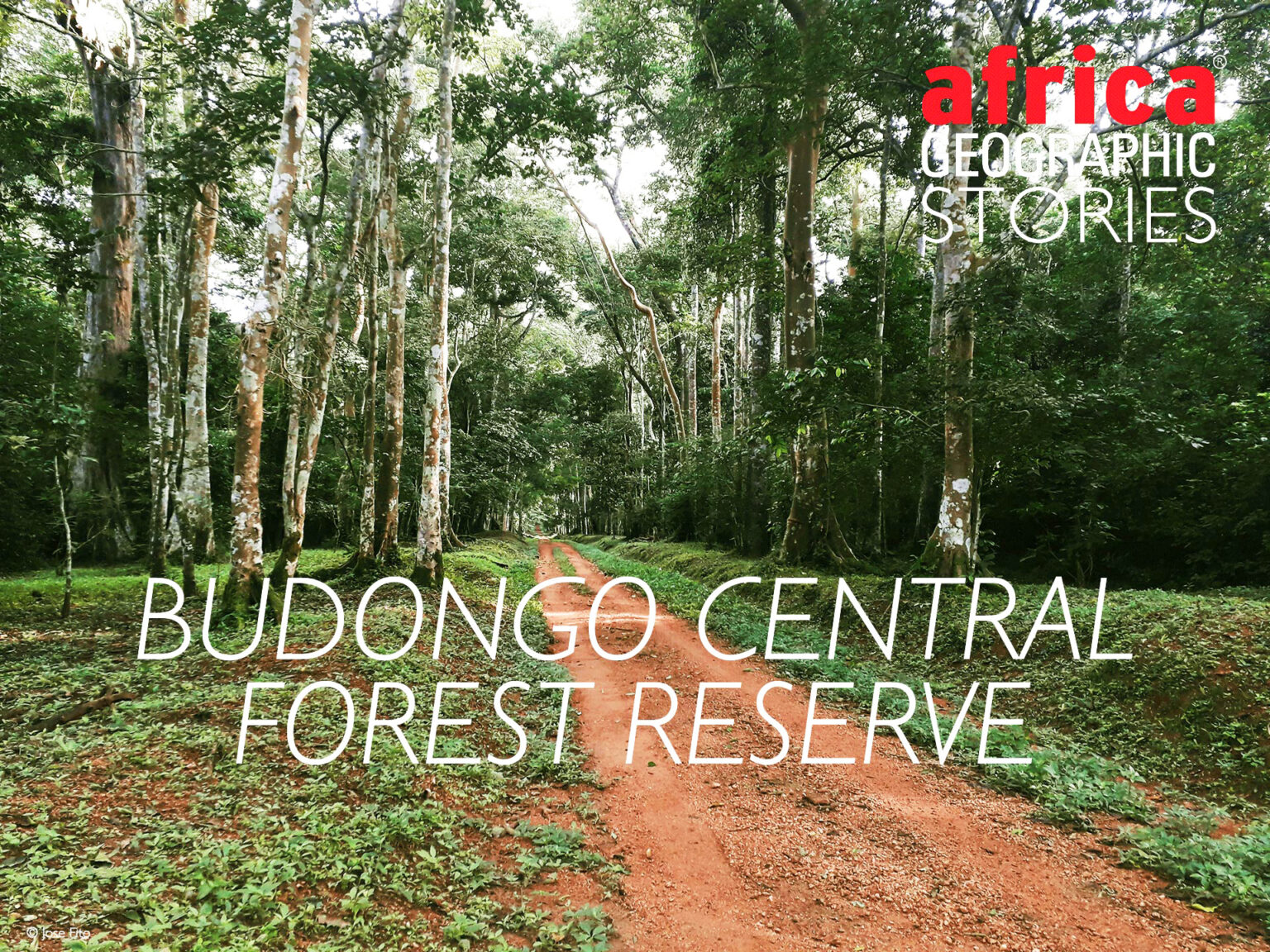 Budongo Central Forest Reserve - Africa Geographic