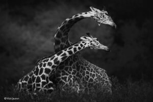 Necks for feeding or fighting? Giraffe evolution's tallest debate ...