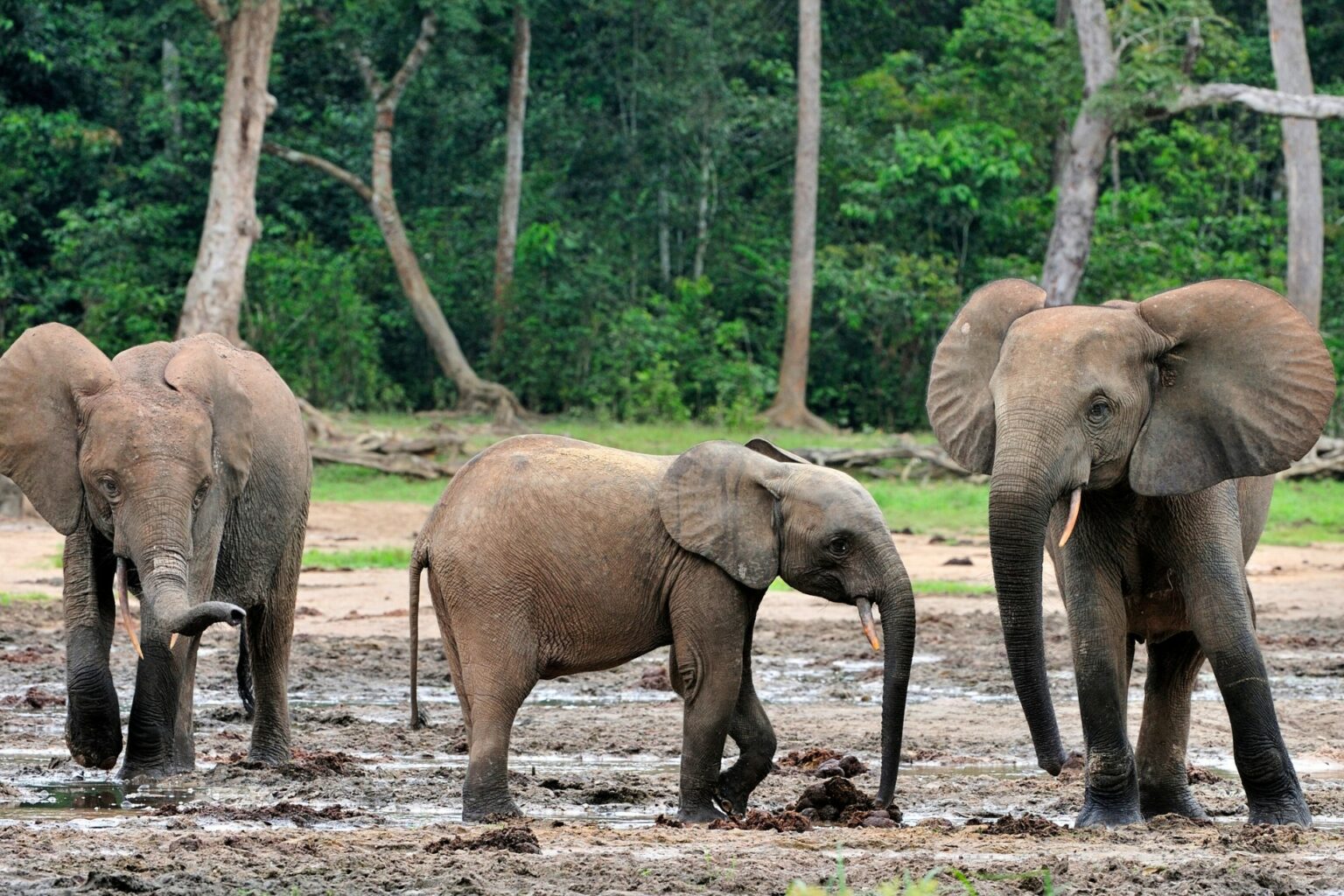 Elephant populations drop by 90% (forest) and 70% (savannah) in 53 ...