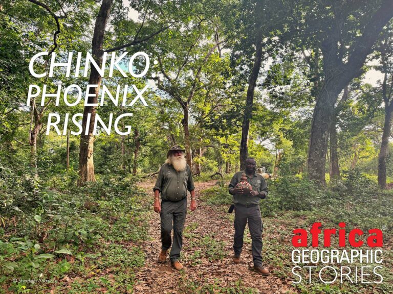 Chinko - Phoenix rising - Africa Geographic