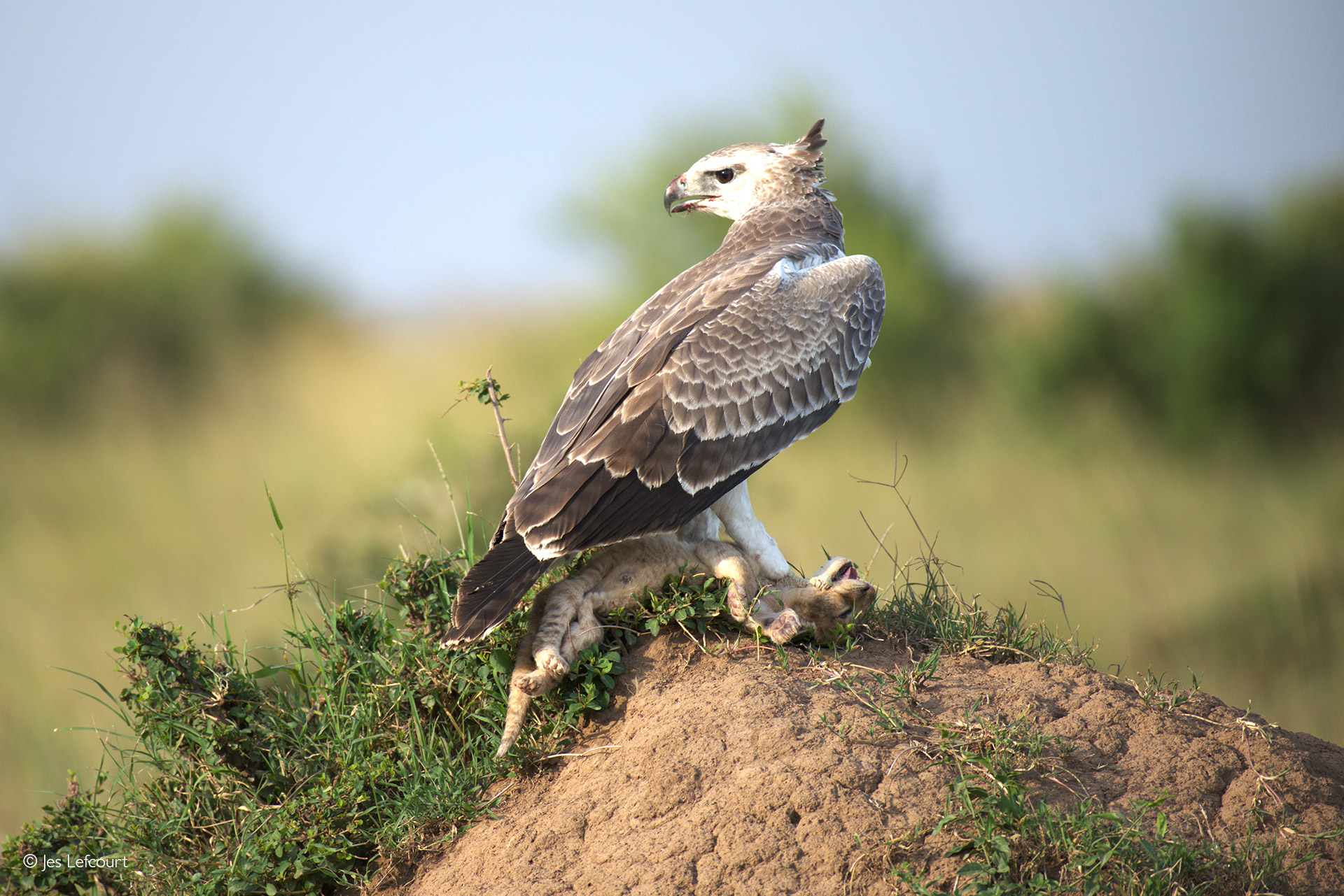 Martial eagles hunt lion cubs in Maasai Mara - Africa Geographic