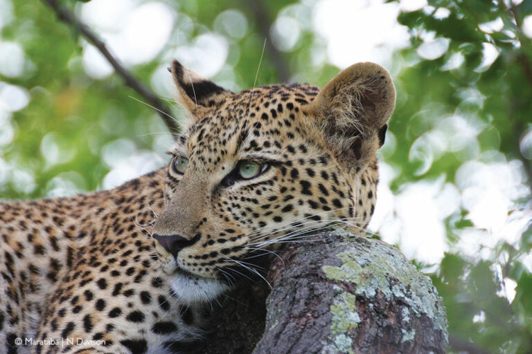 Marakele National Park - Africa Geographic