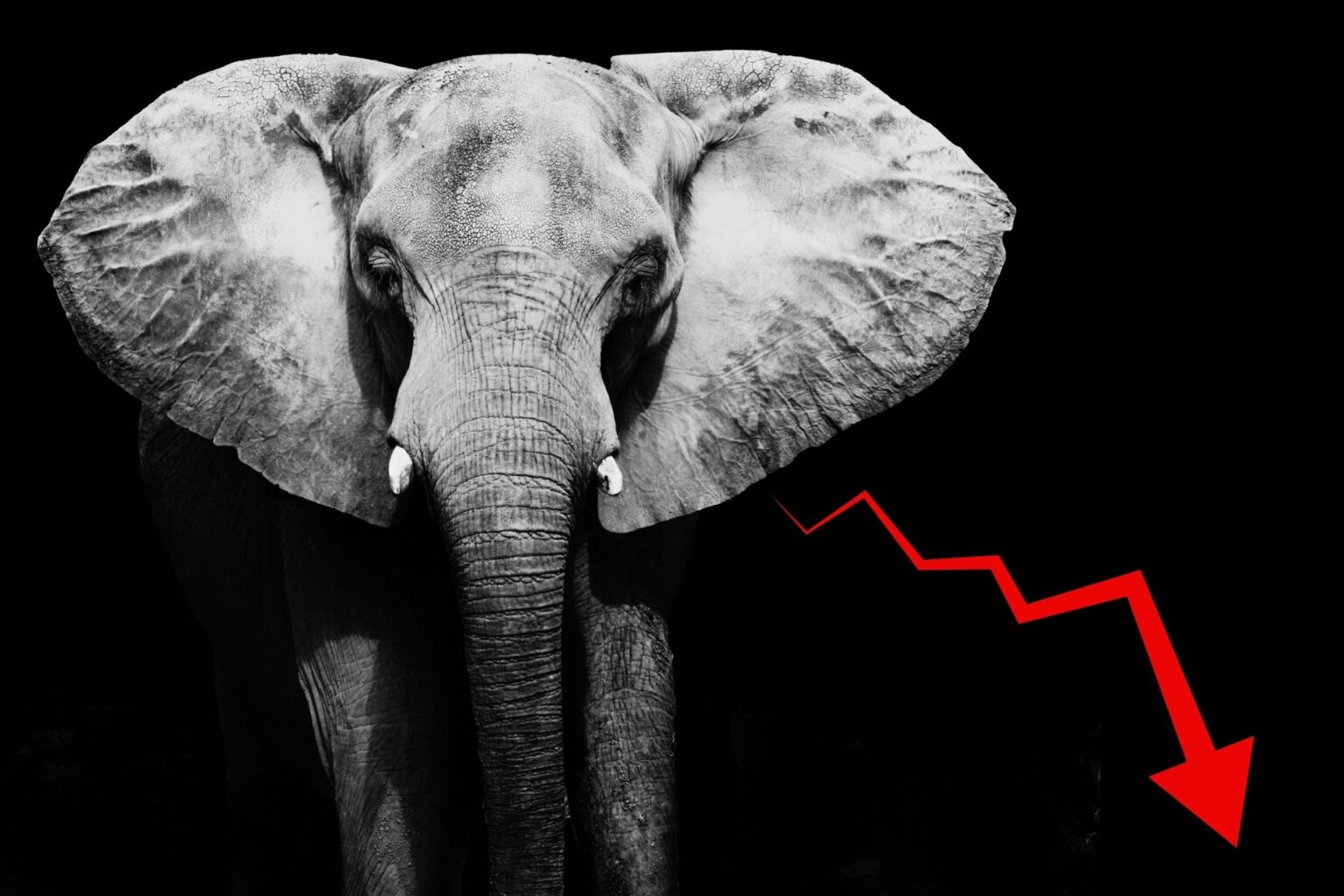Elephant populations drop by 90% (forest) and 70% (savannah) in 53 ...