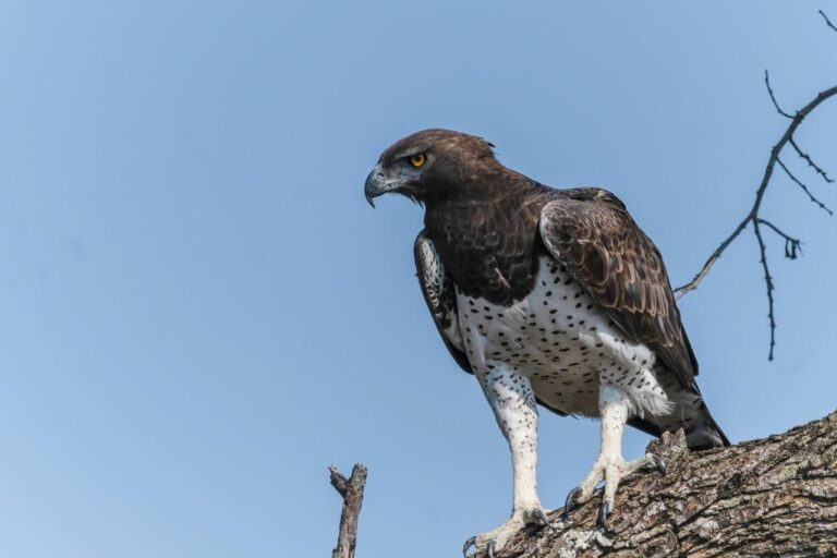 Martial eagles hunt lion cubs in Maasai Mara - Africa Geographic